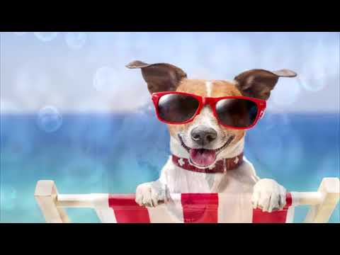 Meme_-_floppy_ears_(iPleer.fm)