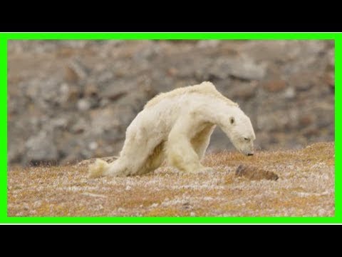 ‘we stood there crying’: emaciated polar bear seen in 'gut-wrenching ...