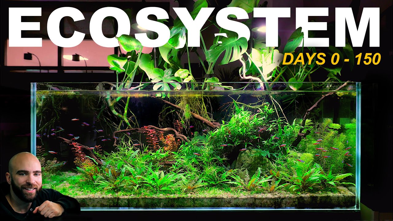 How To Make A ZERO Maintenance ECOSYSTEM Aquarium (FULL BUILD) - YouTube