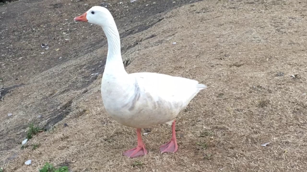 Fendrod lake (swansea) - YouTube