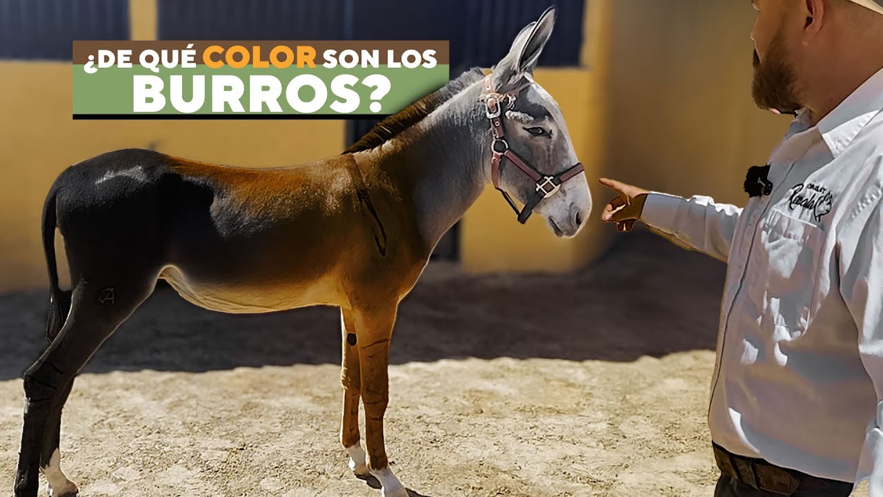 Los Colores de los Burros: ¡La belleza escondida de estos increíbles ...