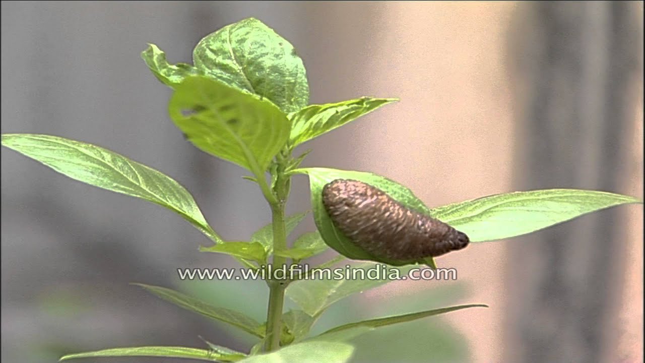 Big slimy slug on a basil plant - will it destory the leaves? - YouTube