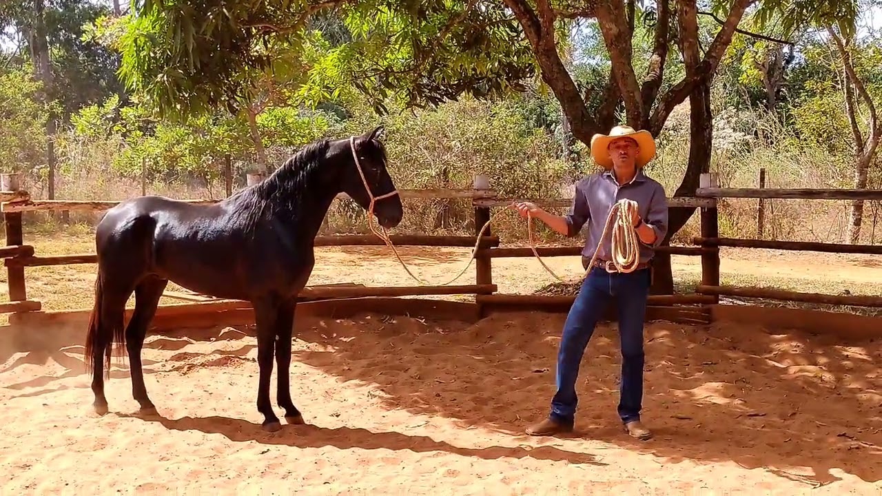 CAVALO XUCRO EM INÍCIO DE DOMA RACIONAL. CAVALO MONTE NEGRO - YouTube