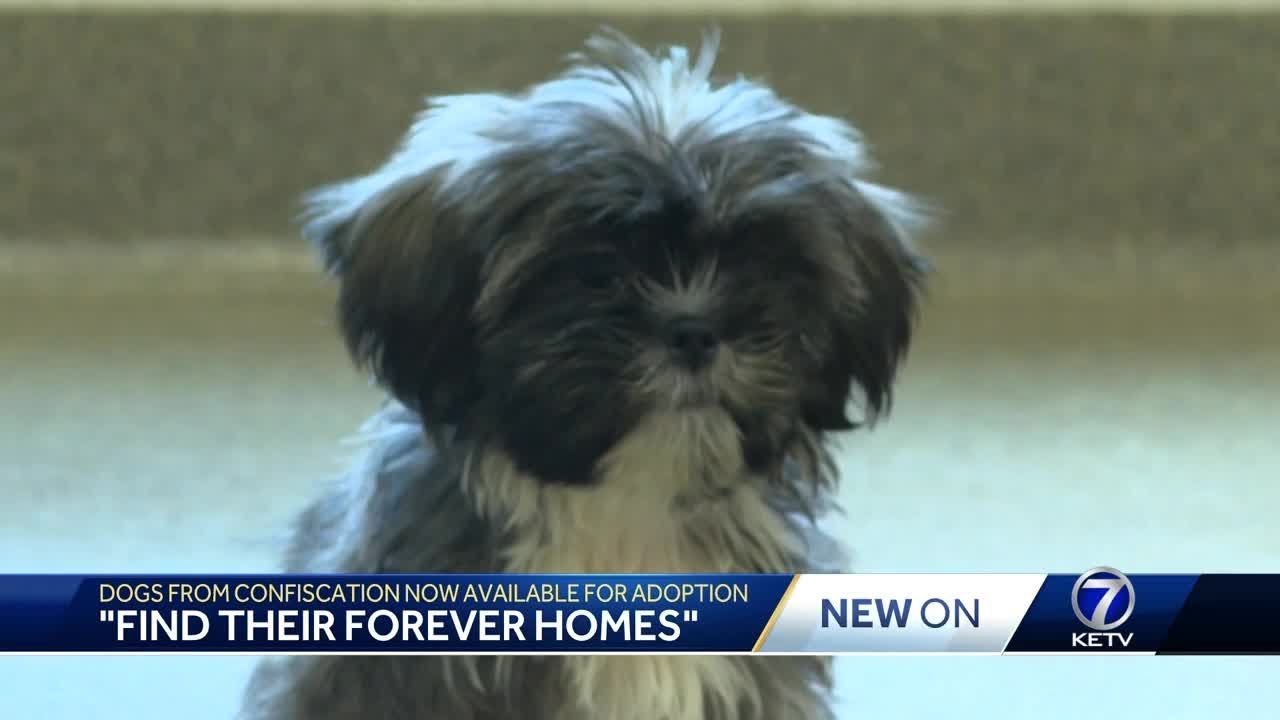 'Find their forever homes' dogs confiscation now available for adoption ...