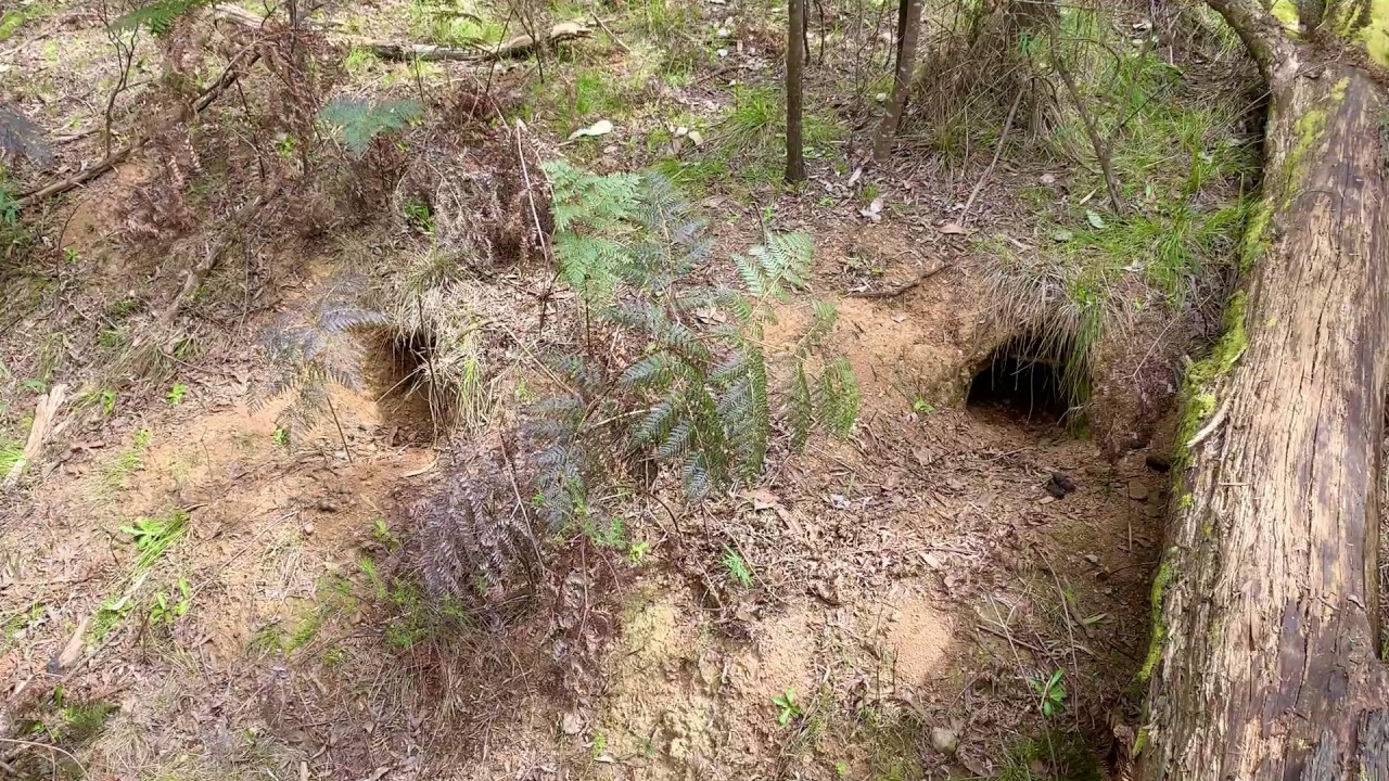 Active wombat hole, near Beachworth Vic Australia - YouTube