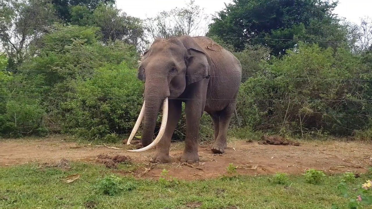 Longest Elephant Tusk - YouTube