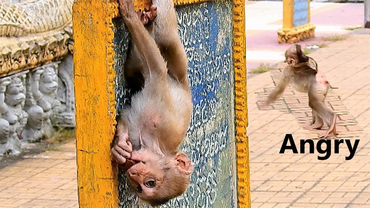 Monkey Rocky Is Angry at other Monkey and He Shows Wrinkle and Red Face ...