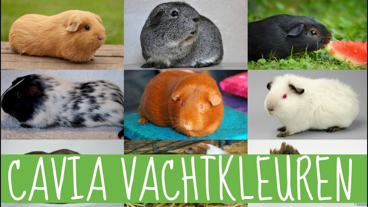 ALLE CAVIA VACHTKLEUREN! - YouTube