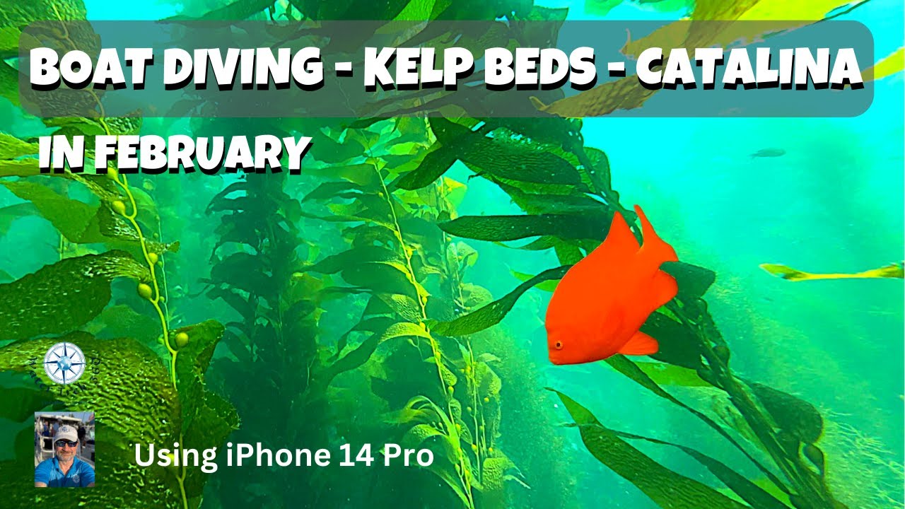 Catalina Boat Diving - Kelp Beds - in February - YouTube