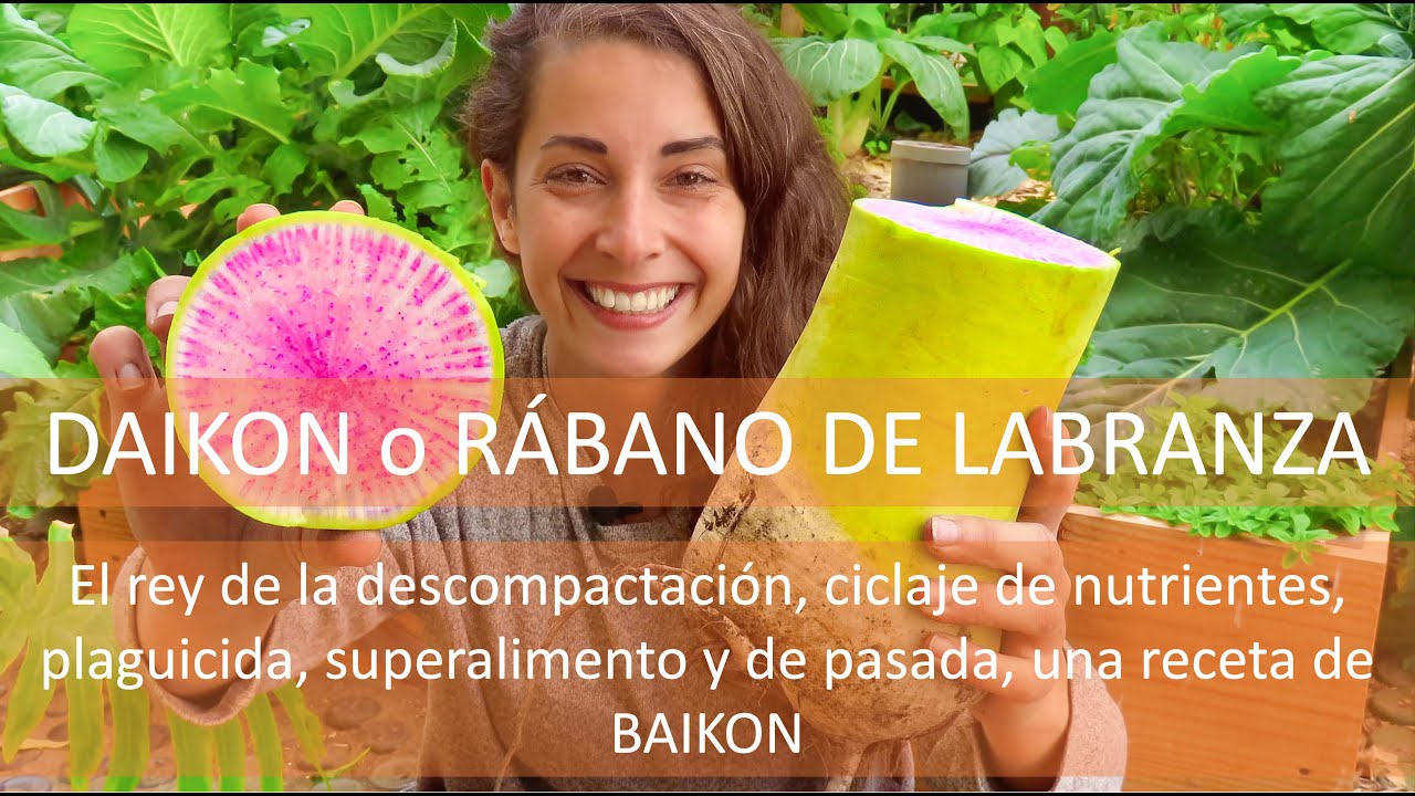 DAIKON o RÁBANO JAPONÉS: Cultivo, como hacer Baikon vegano y usos para ...