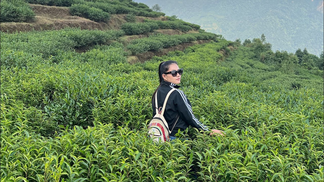 Lwang Tea Garden | Chiya Bagan | Pokhara to Lwang Gau - YouTube