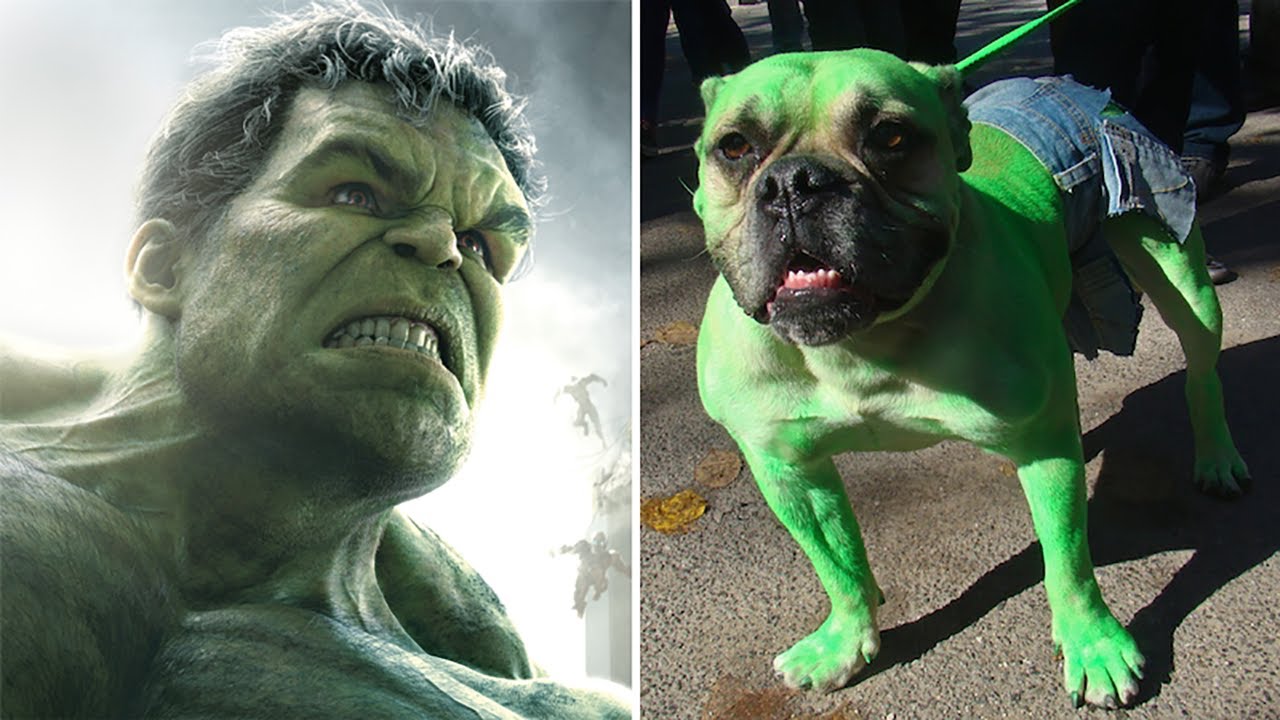 SuperHeroes in Real Life As Dogs | All Characters 2017 - YouTube