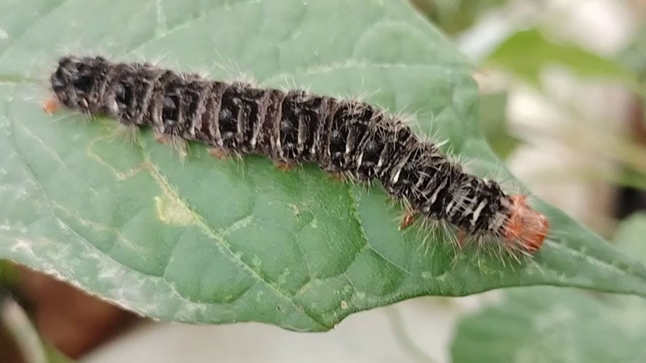 Amazing Wildlife of Animal worm 1080 Nature Documentary Film part 14 ...