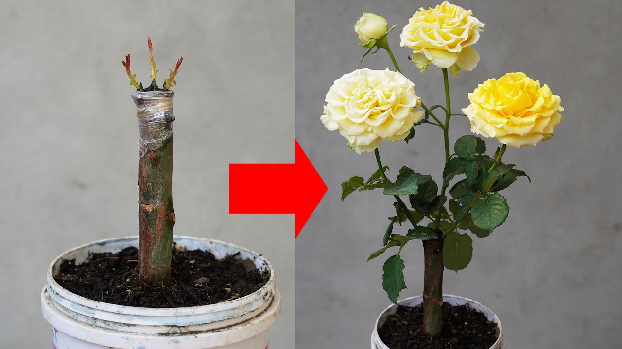 The Secret To Effective Rose Grafting Creates Beautiful Rose Plants ...