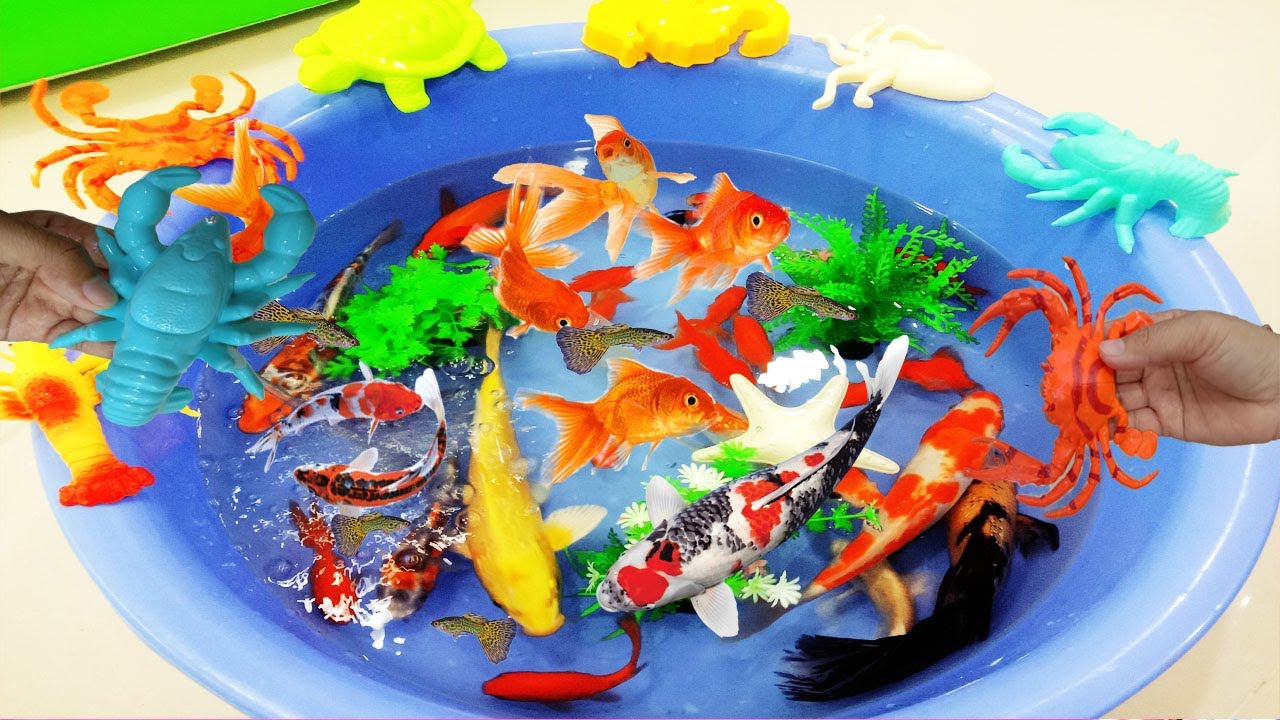 Super cute colorful gold fishes koi fish with cute baby duck, octopus ...