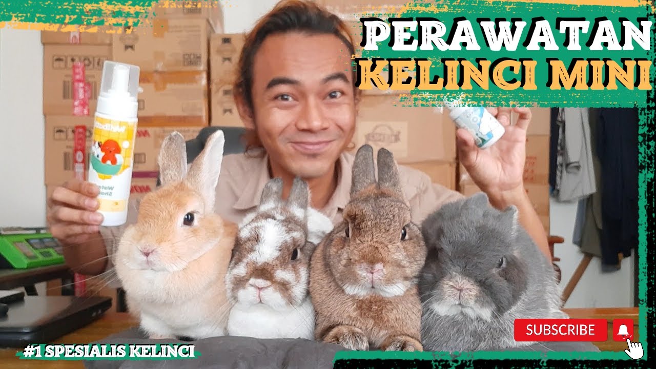PERAWATAN KELINCI MINI NETHERLAND DWARF | GROOMING KELINCI MINI # ...