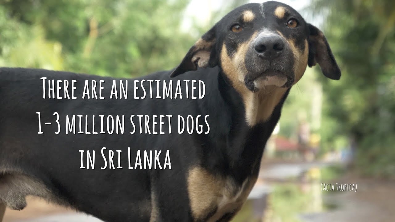 The truth about Sri Lankan street dogs - YouTube