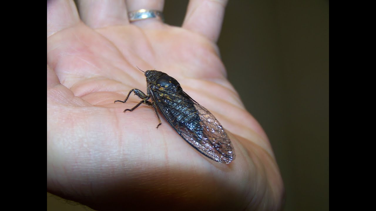 Cicada Bug, Screaming by The Eye of Thor - YouTube