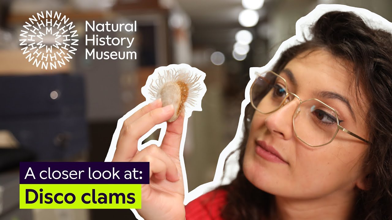 A closer look at disco clams - YouTube