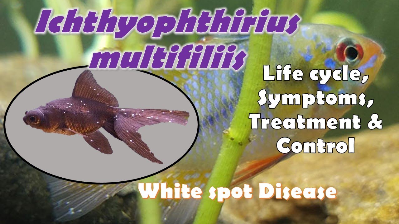 Ichthyophthirius multifiliis Morphology Life cycle Symptoms Treatment ...