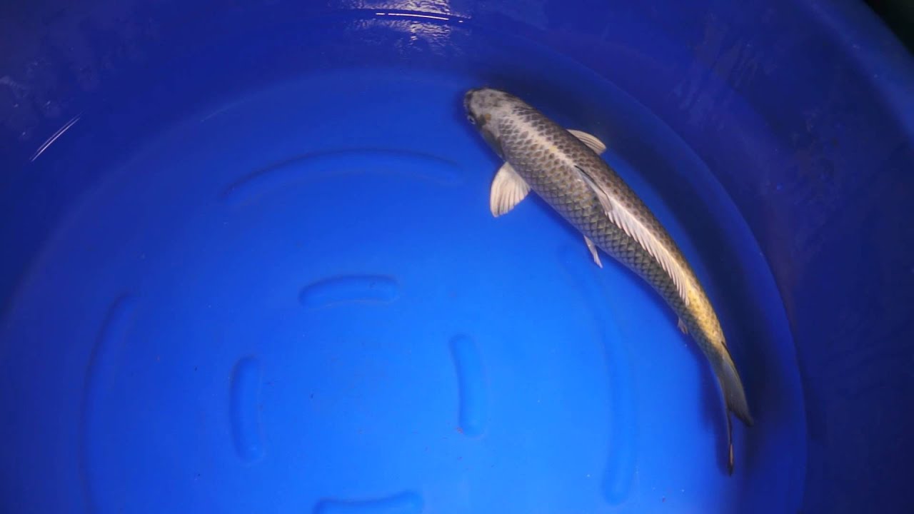 MARUDO KIN KABUTO - YouTube