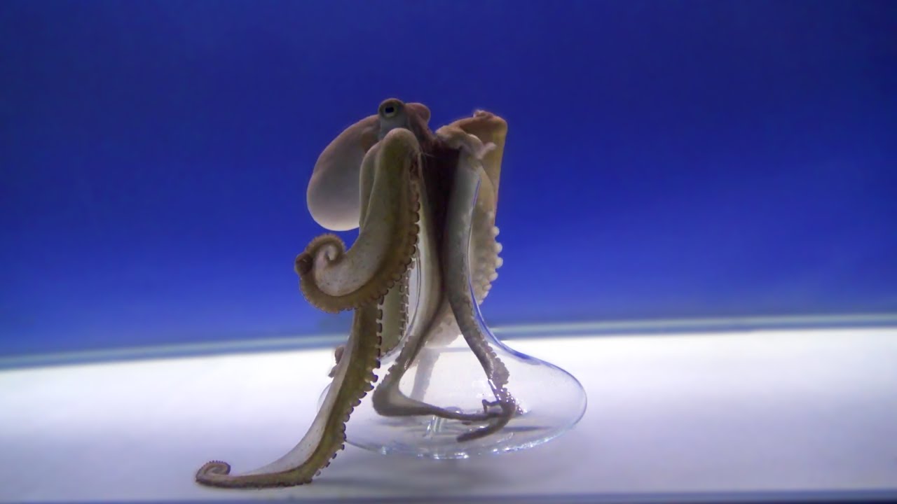 Graceful Octopus Retrieves Fish From Beaker - YouTube