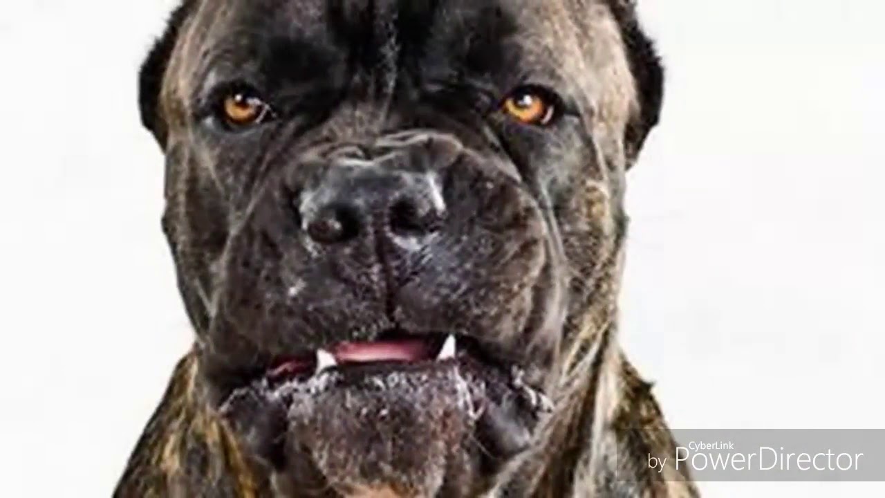 Cane corso - YouTube