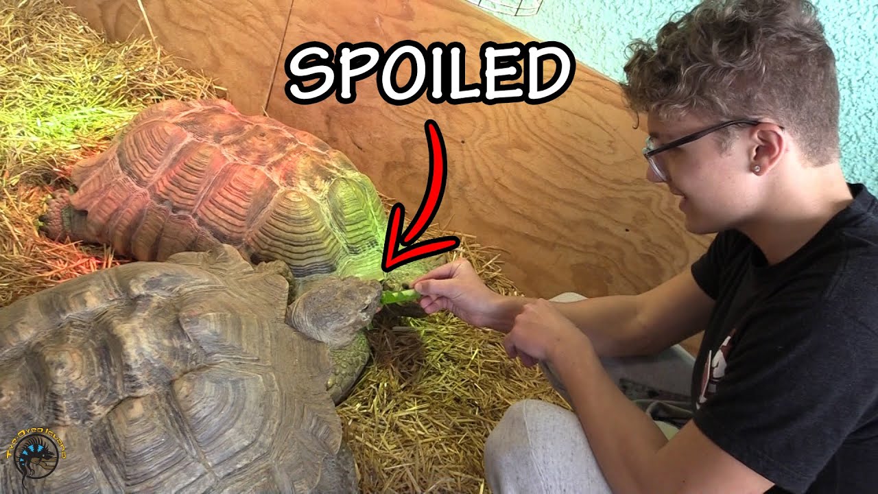 Let's Spy on TDI! -- Spoiling the Big Sulcata Tortoises, Picking Out ...