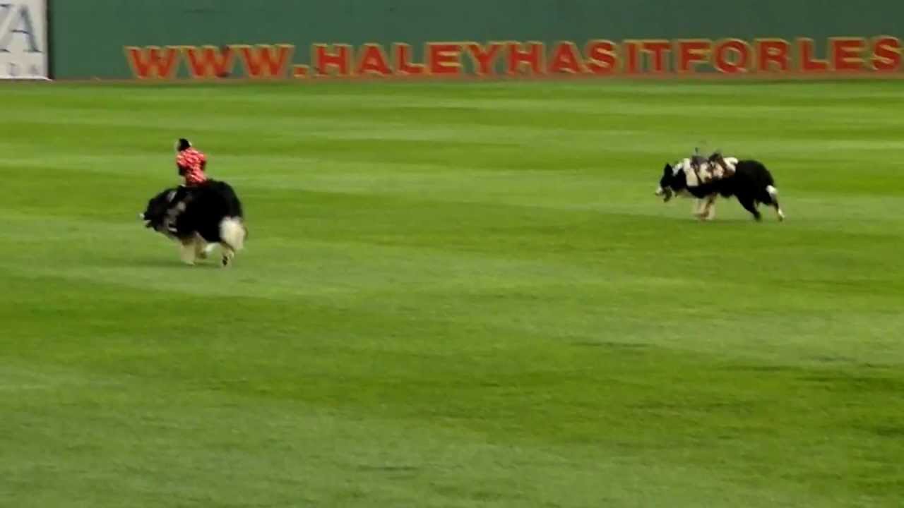 monkeys riding dogs rodeo 1 - YouTube