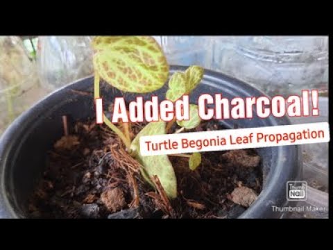 Transplanting Leaf Propagation of Turtle Begonia#HNTVBAGUIO # ...