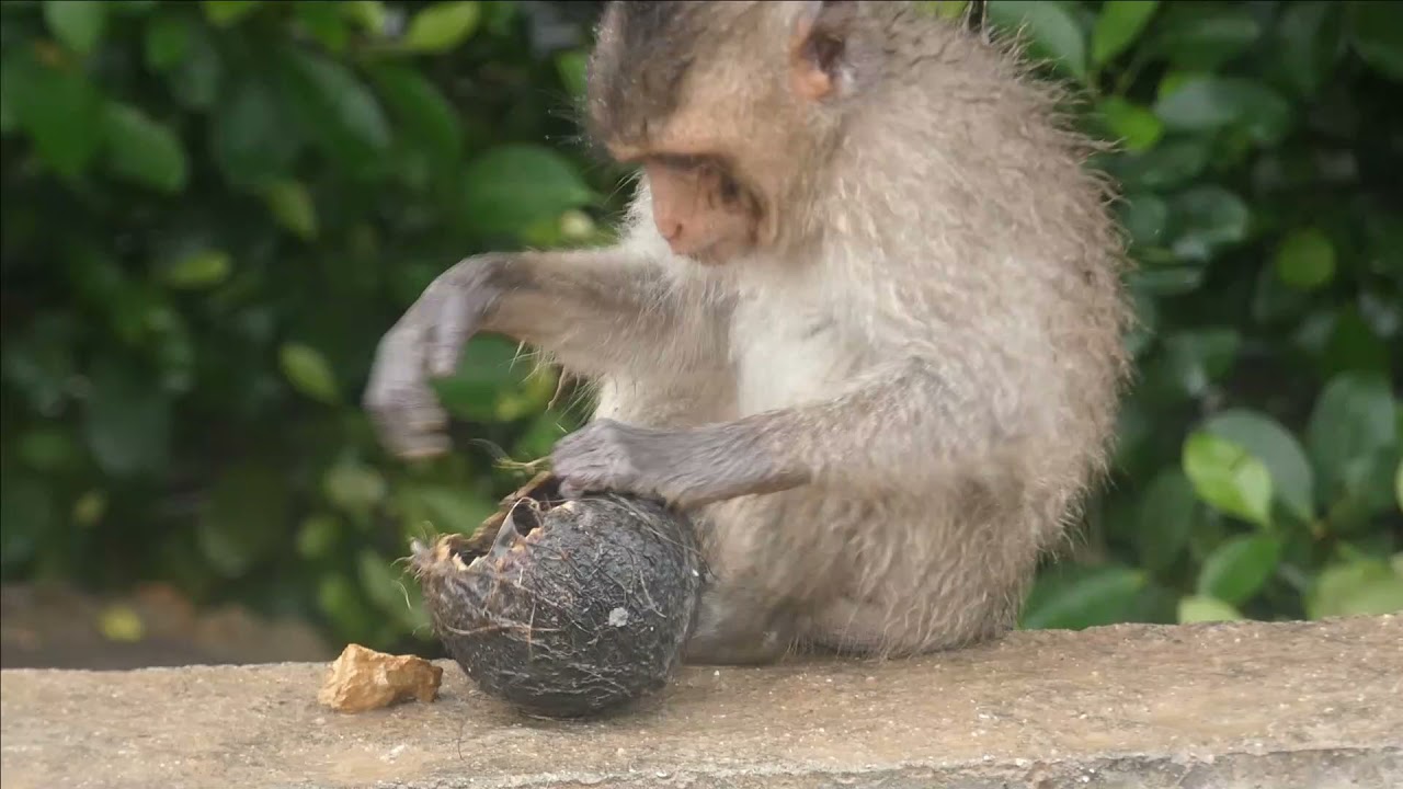 Baby Monkey Hand Paralyzed,, - YouTube