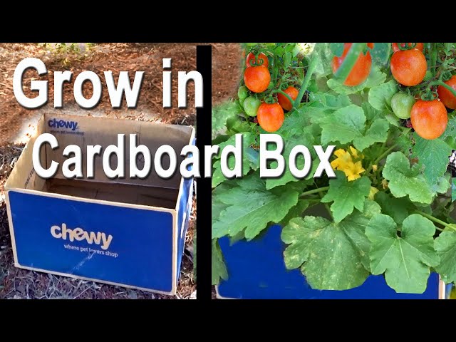 Growing Vegetables In Cardboard Boxes Grow Your Own Grand Seed Kit