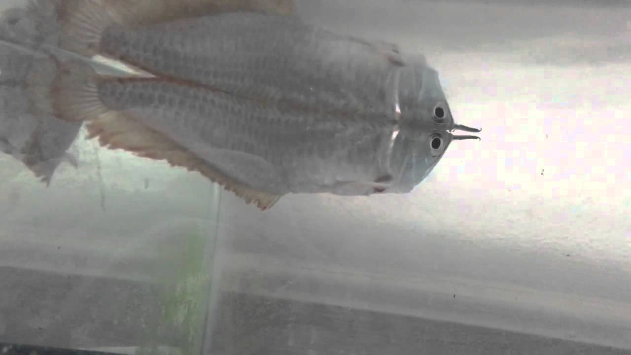 Silver Arowana with Fin and Tail Rot Disease - YouTube