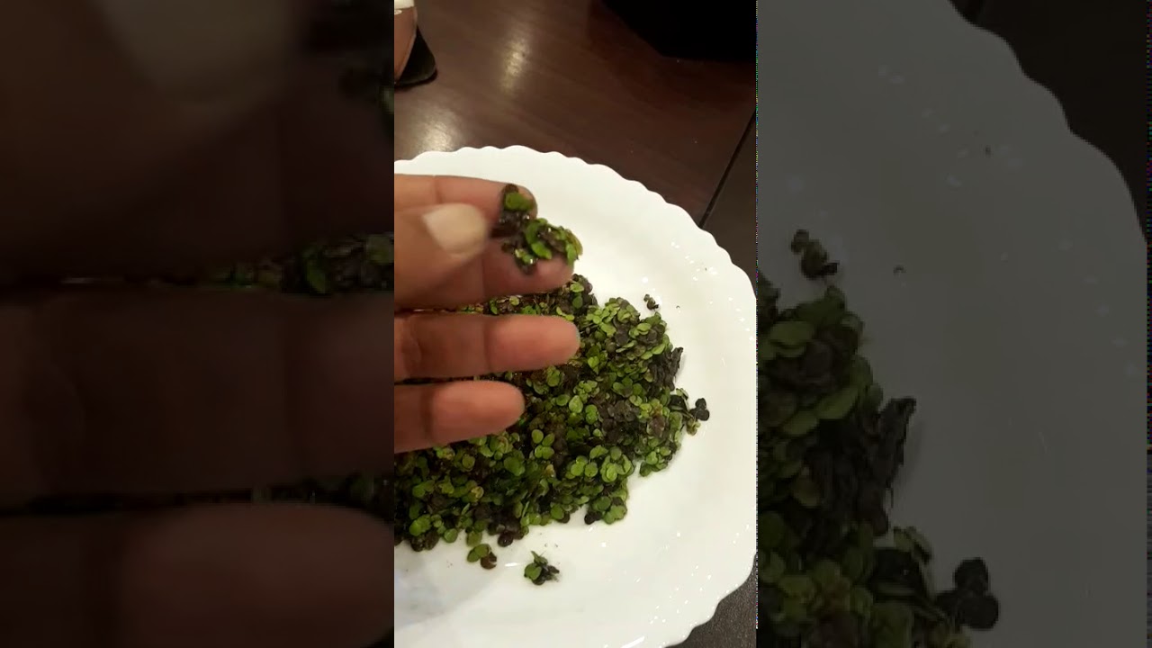 Duck weed feed esay to grow for bio flog fish farms - YouTube