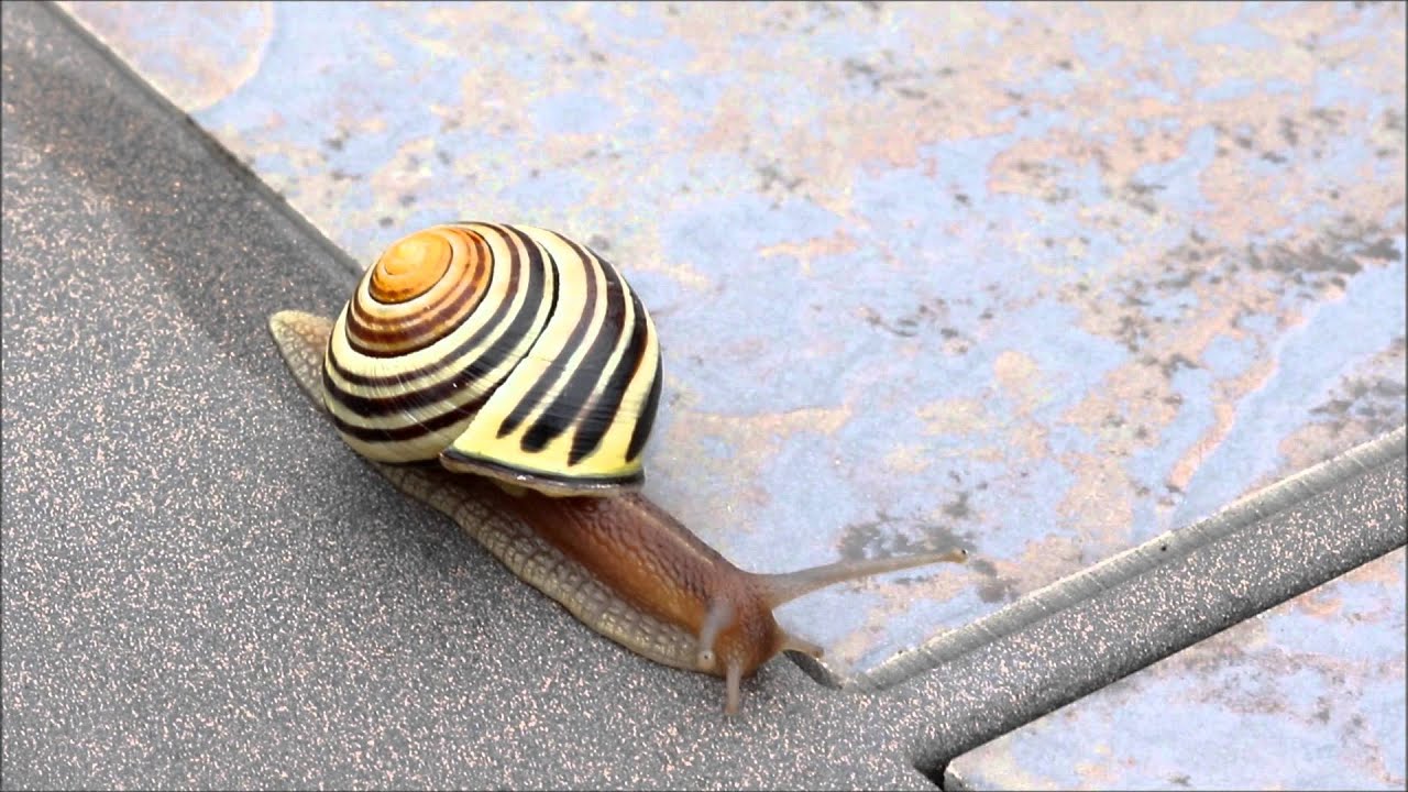 Banded Wood Snail - YouTube