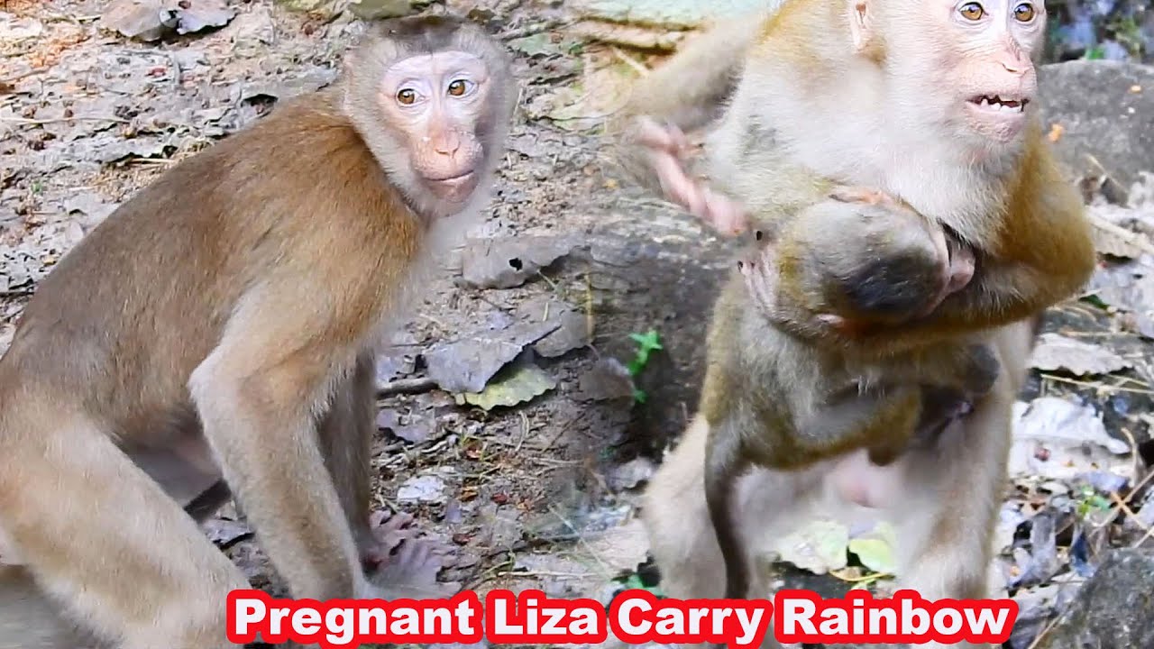 Pregnant Monkey Liza always carry BB Rainbow in her hand with full love ...