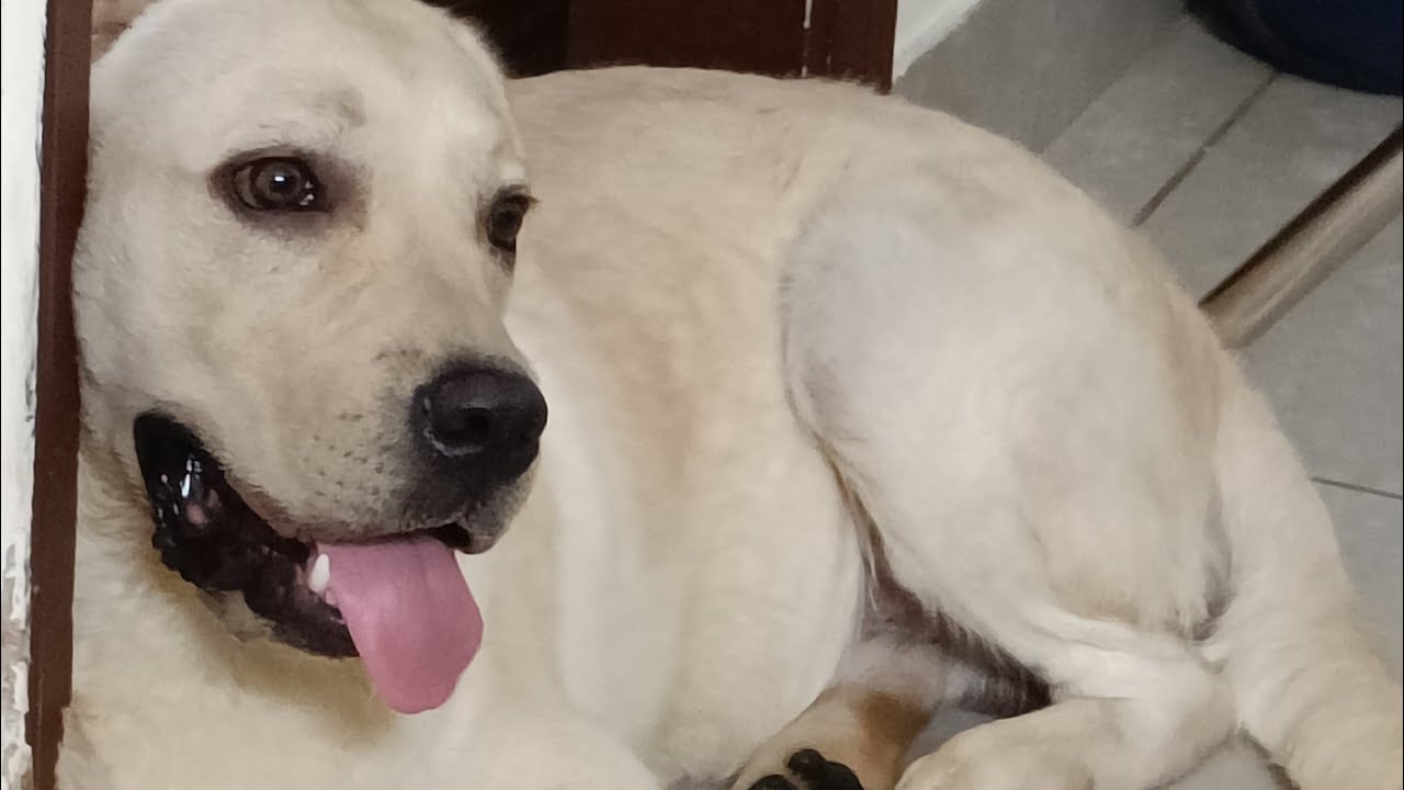 Leo Search Karna Sikh Gaya / Dog Training Videos / Funny Dog Videos ...