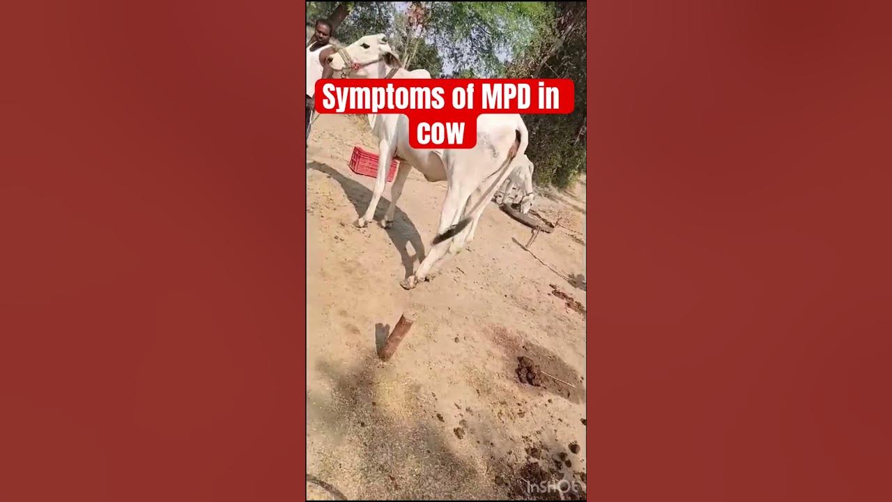 Mpd L Dr Umar Khan Youtube