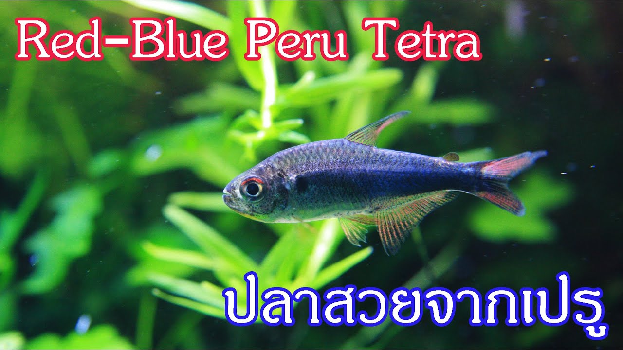 Red-Blue Peru Tetra ปลาสวยจากเปรู - YouTube