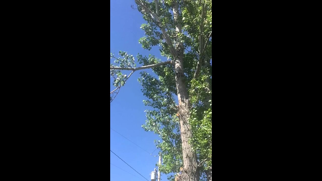 12 gauge shooting down a tree branch - YouTube