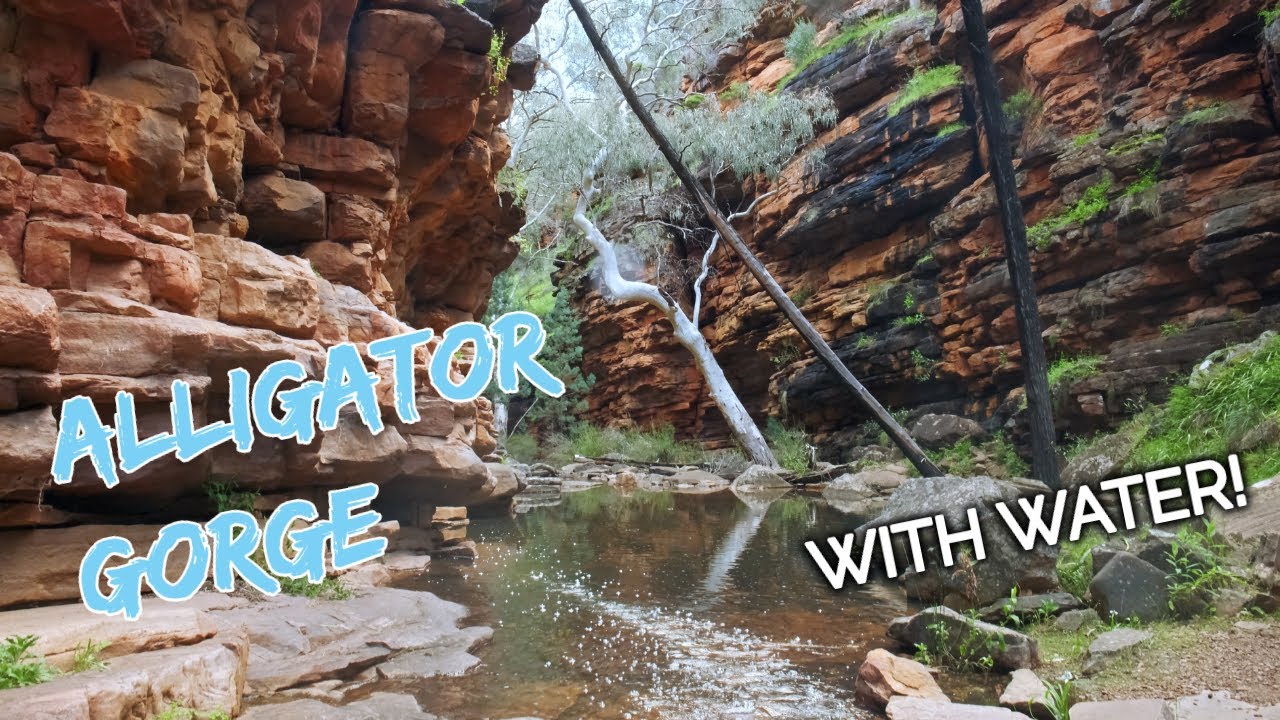 Alligator Gorge, Flinders Ranges - filled with Water! - YouTube