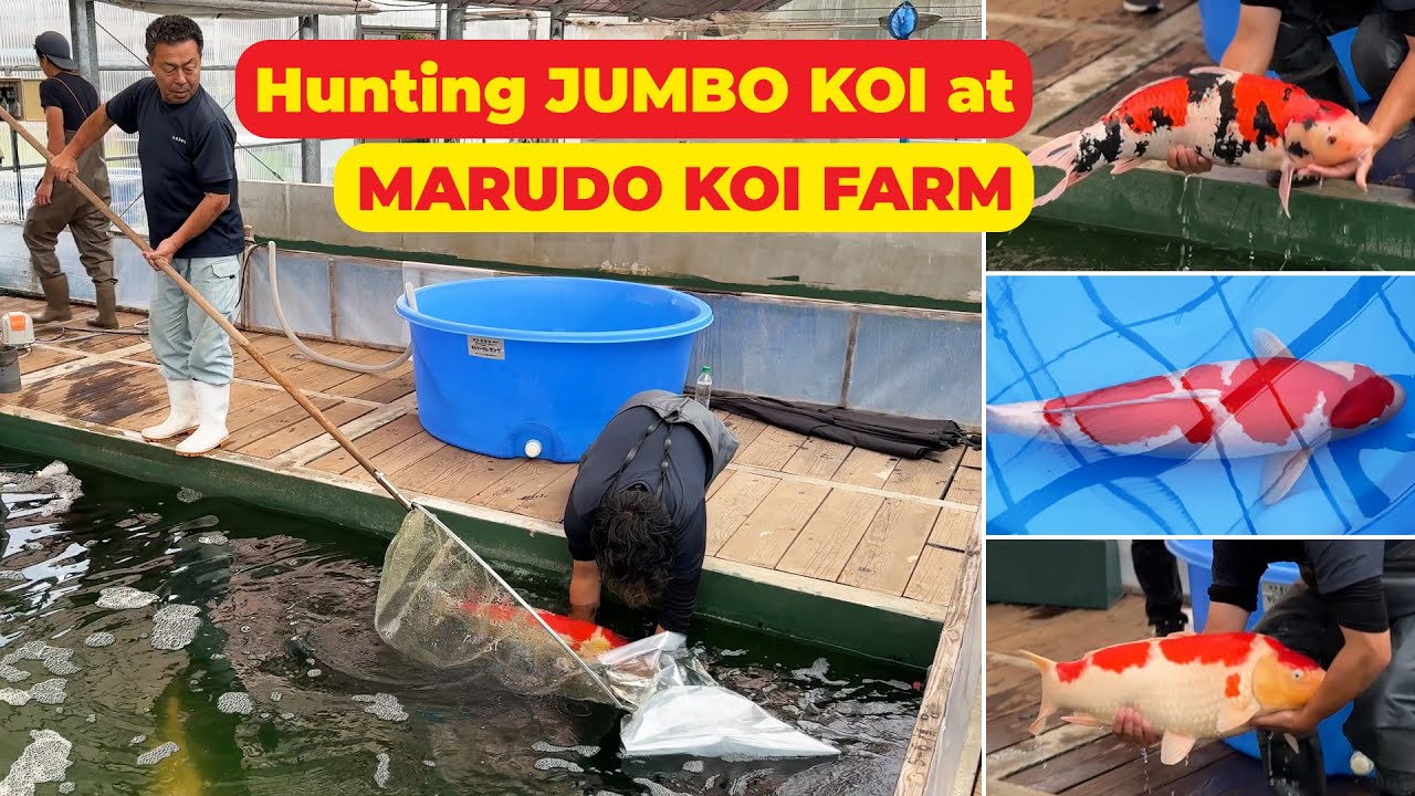 Hunting JUMBO KOI at MARUDO KOI FARM - YouTube