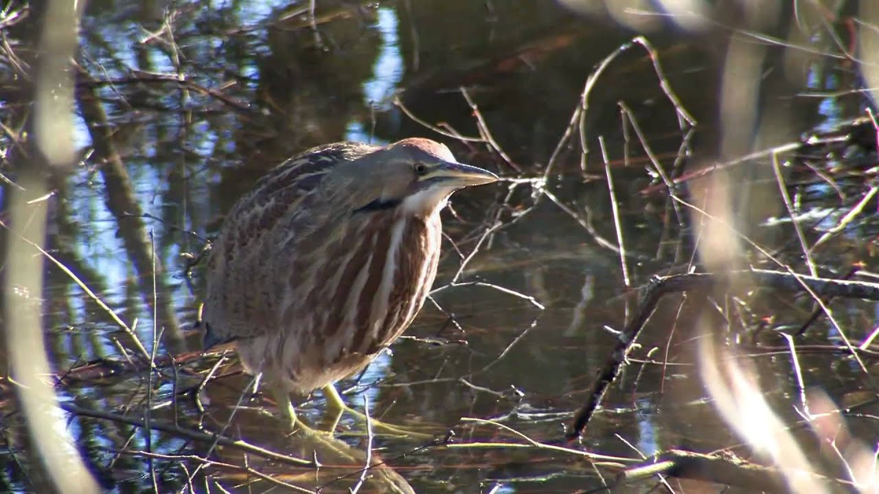 American Bittern - YouTube