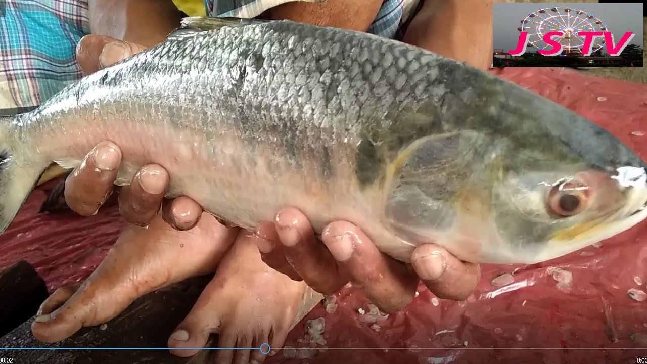 How to Fast🐟Elise Fish 🐠Cutting in Fish Market-Fish Skills - YouTube