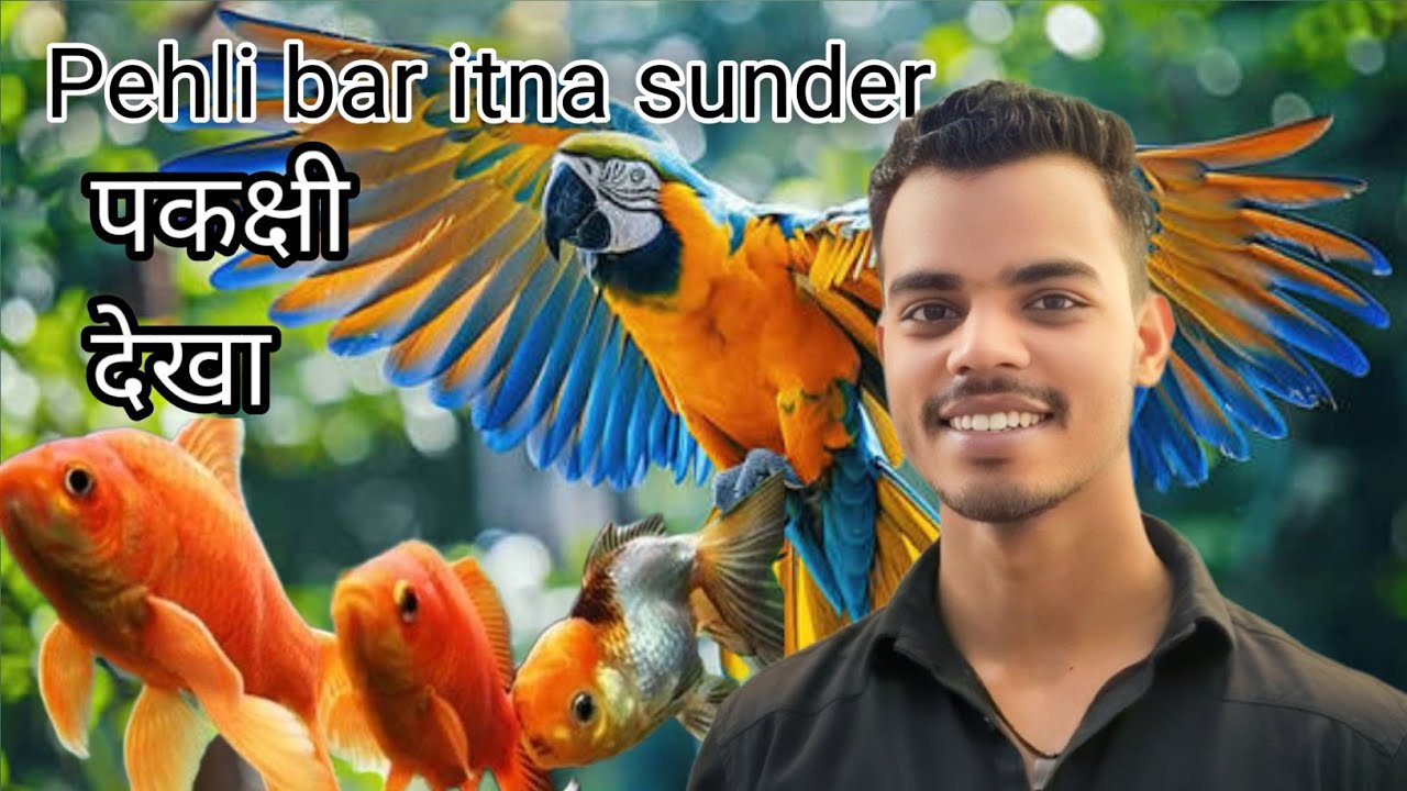 👌Mela Me Sundar Pakshi Dekha🦜🐊🦀 - YouTube
