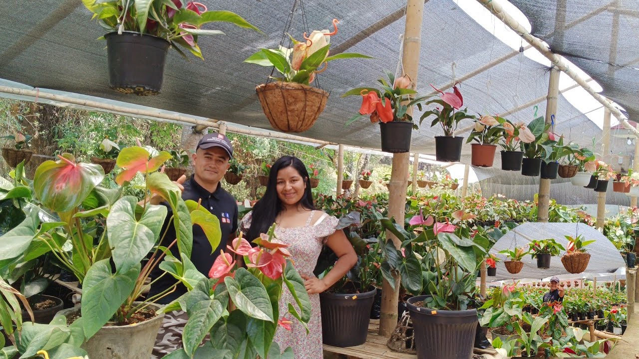 El vivero SHEKINAH con gran variedad de Anturios CAUCA, Popayán vía ...