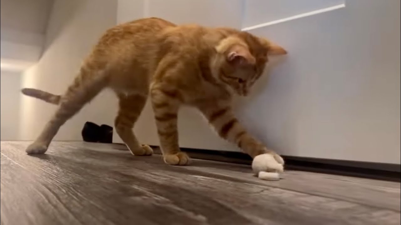 I'm here to rescue the Mouse - YouTube