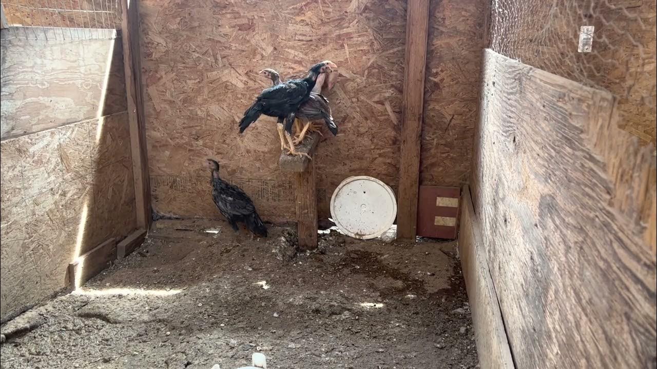 Tshuaj qaib thiab me nyuam qaib FS. - YouTube