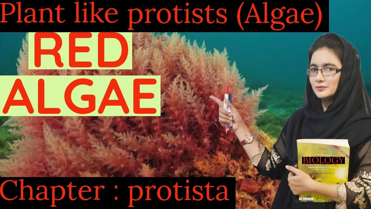 Red Algae | RHODOPHYTA | CLASS 11 plant like protista. - YouTube