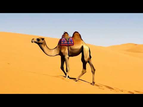 Camel 🐪 Walking Ai Generated Video